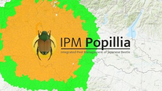 Updated interactive map of the Japanese beetle invasion in Continental ...